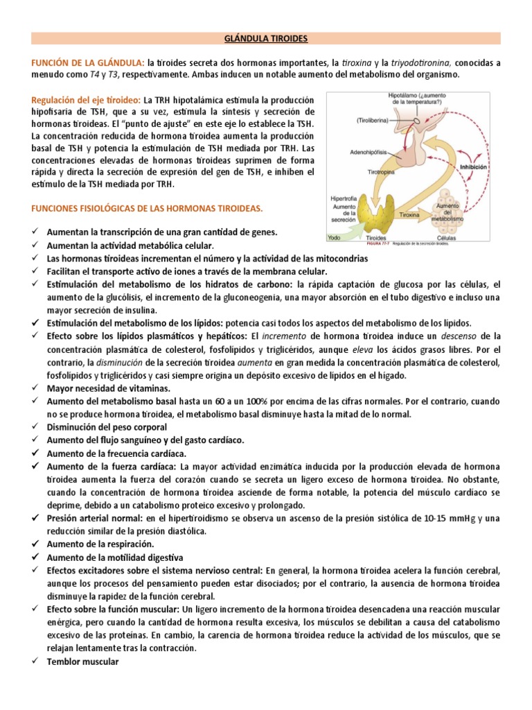 GLÁNDULA TIROIDES - Resumen Del Resumen | PDF | Tiroides | Hormona estimulante de la tiroides