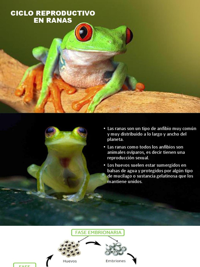 Ciclo Reproductivo de La Rana | PDF