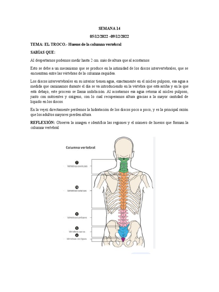 S14 Anatomia. Huesos de La Columna Vertebral | PDF | Vértebra | La ...