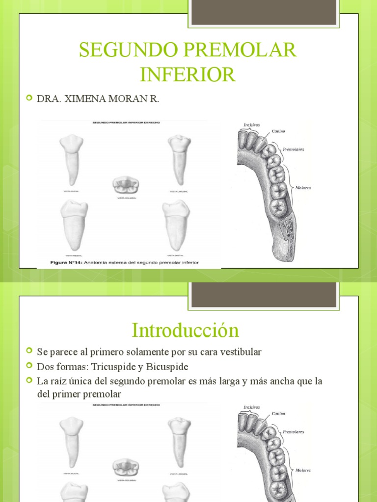 Segundo Premolar Mandibular (1) 1 | PDF | Anatomia dental | Diente