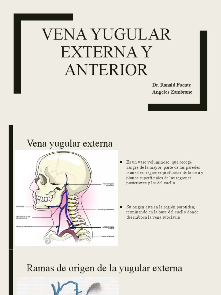 Anato Yugular Externa y Anterior | PDF | Vena | Medicina CLINICA