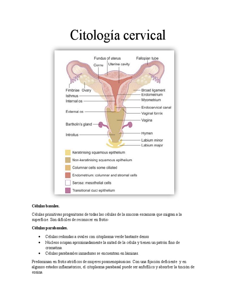 Citología Cervical: Análisis de Células | PDF | Nucleo celular ...