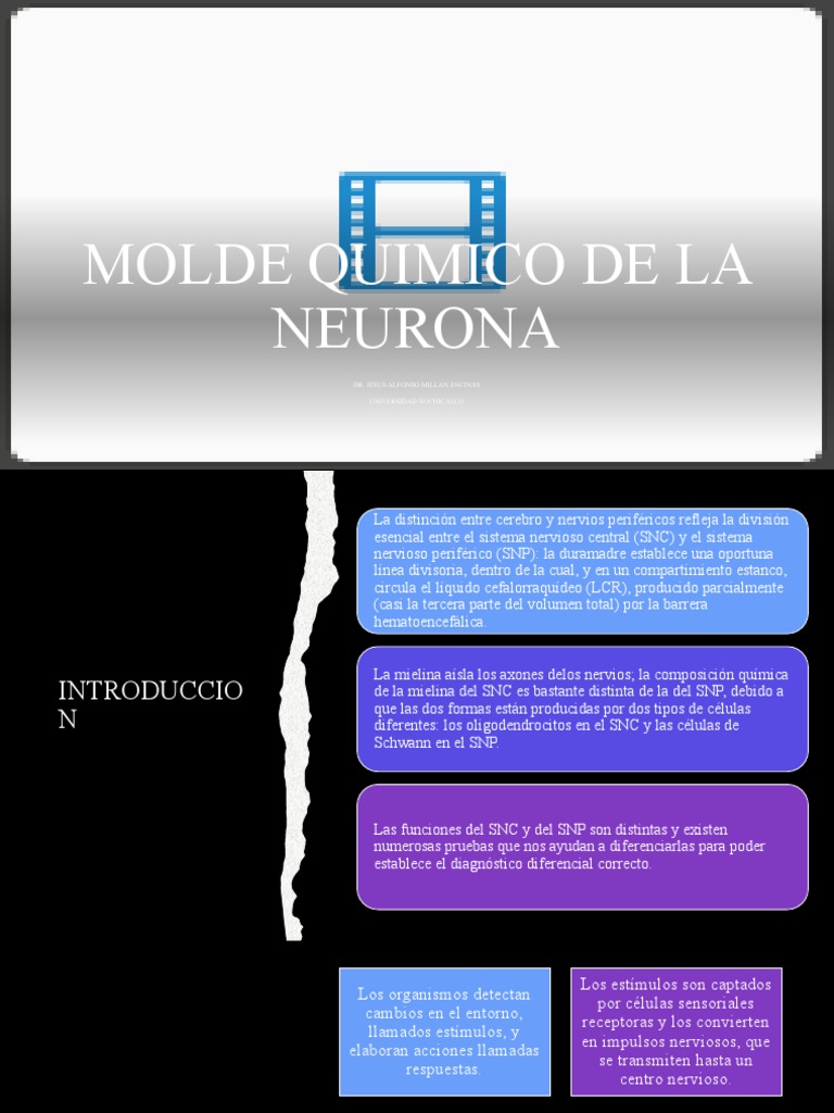 Clase 1. Molde Quimico de La Neurona | PDF | Neurona | Axon