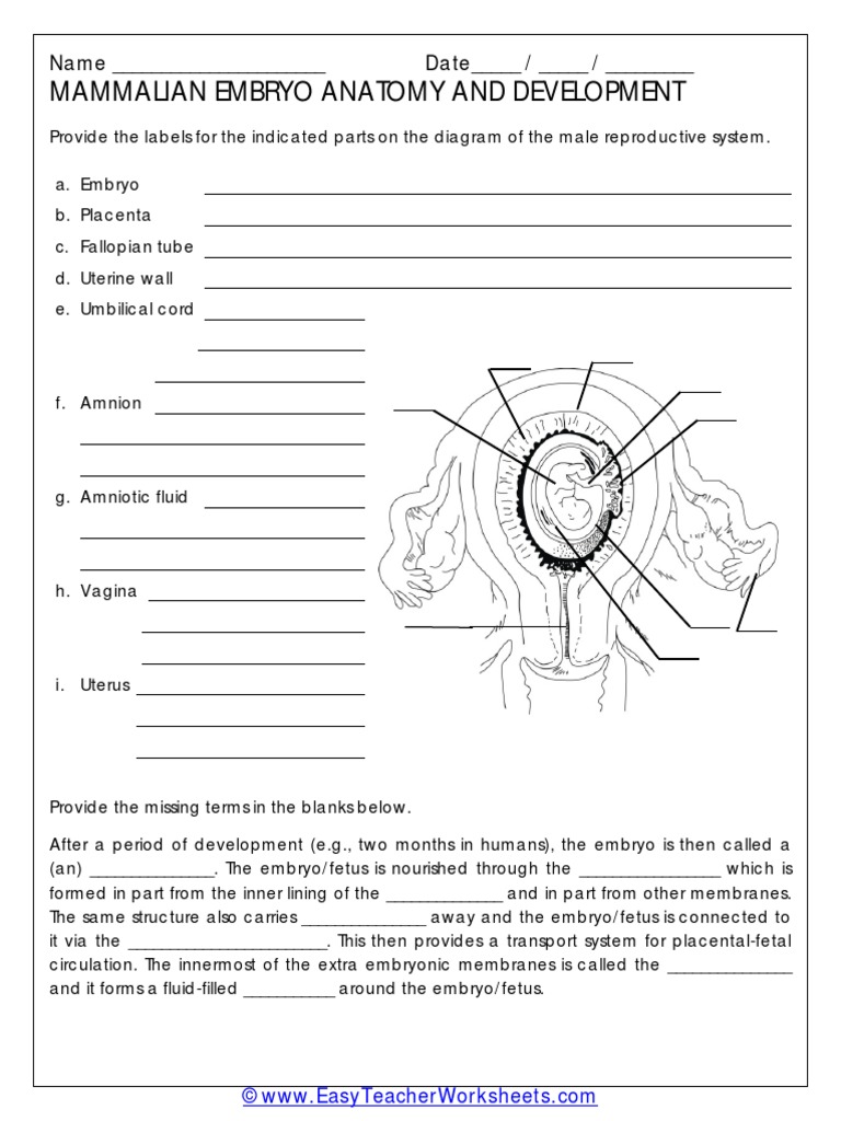 Embryo Anatomy | PDF