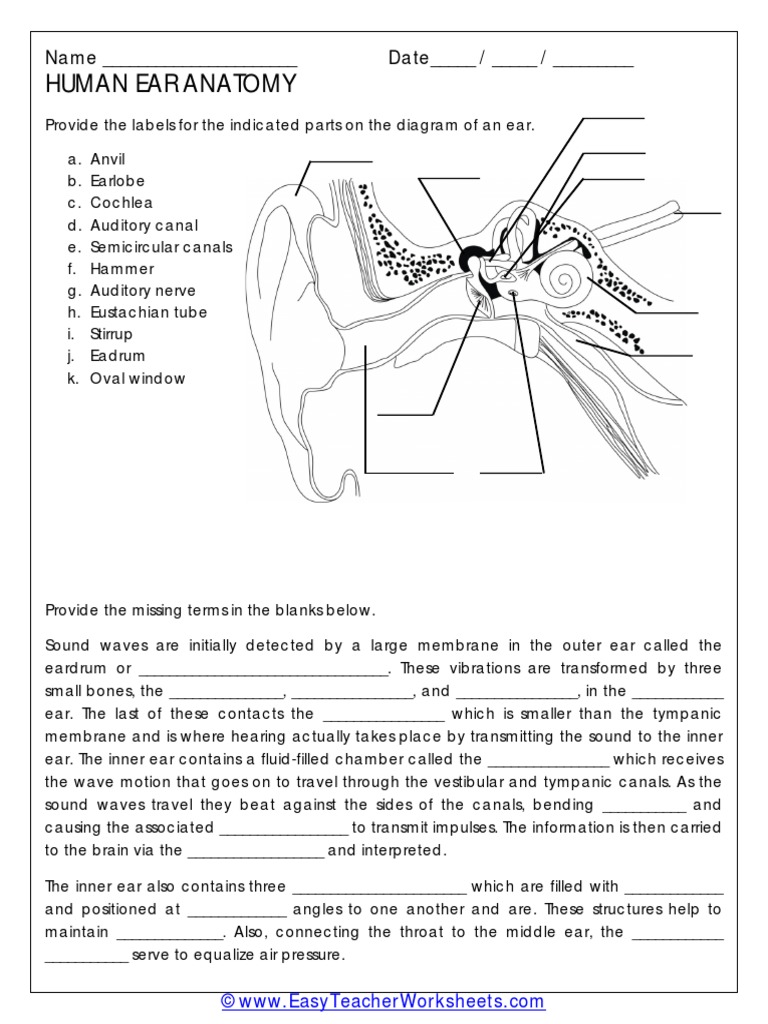 Human Ear Anatomy | PDF