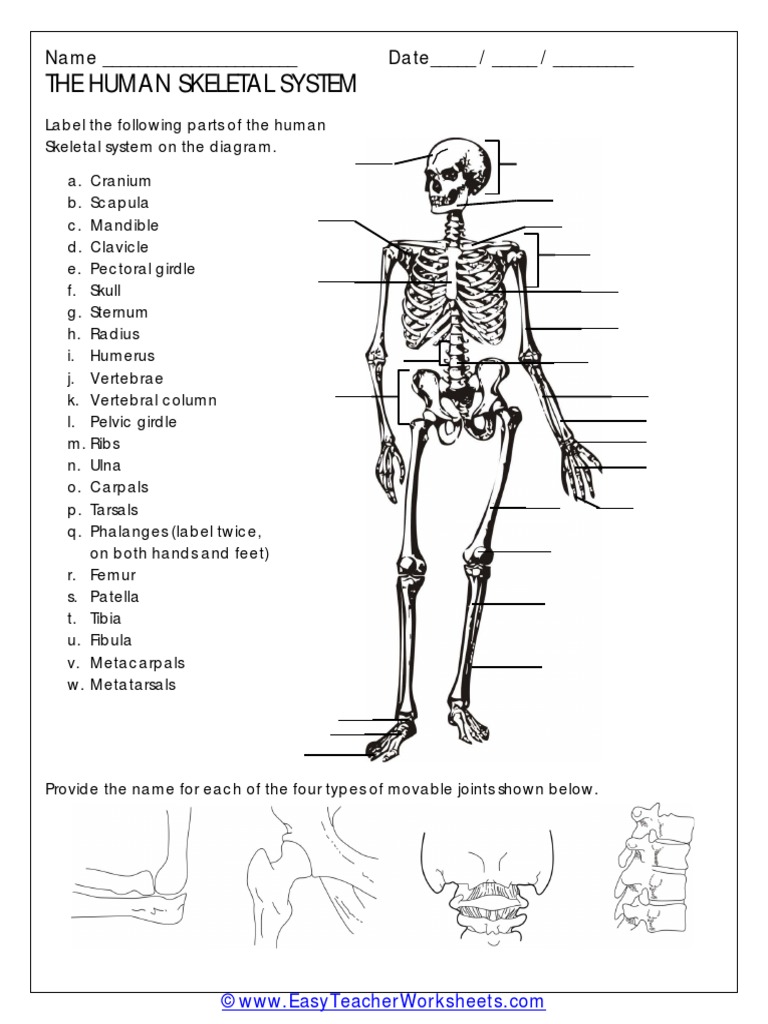 Human Skeletal System | PDF