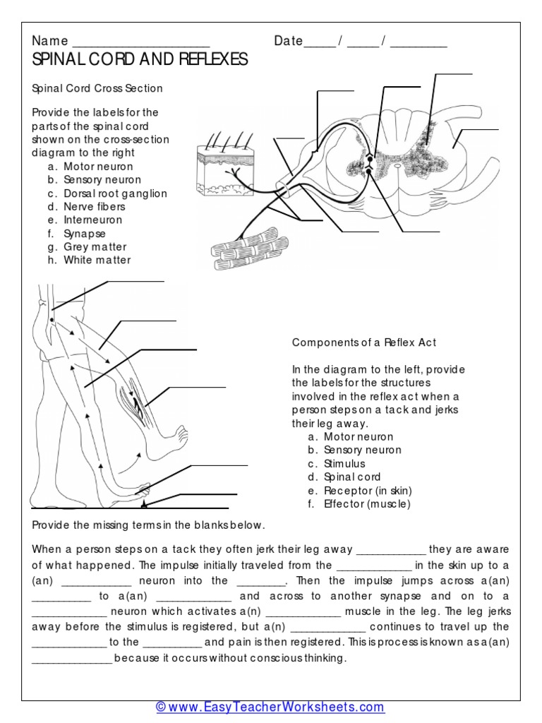 Spinal Cord and Reflexes | PDF