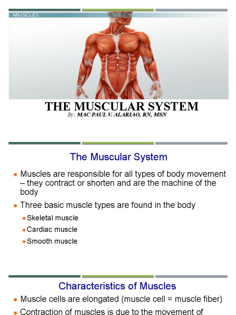 Muscular System | PDF | Skeletal Muscle | Adenosine Triphosphate