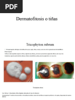 Trichophyton Rubrum | PDF | Epidemiología | Medicina Veterinaria