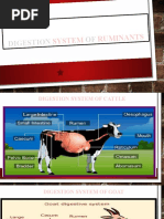 Handling and Restraining Livestock: Floron C. Faries, Jr. DVM, MS | PDF ...
