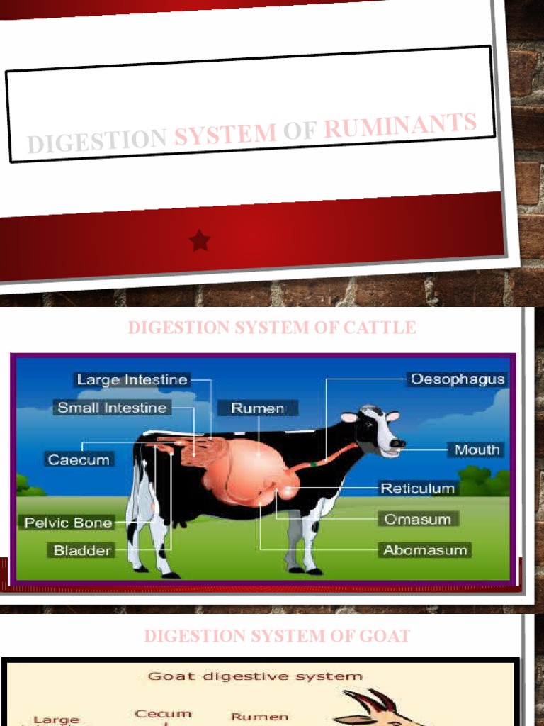 Digestion System of Ruminants | PDF | Digestion | Small Intestine