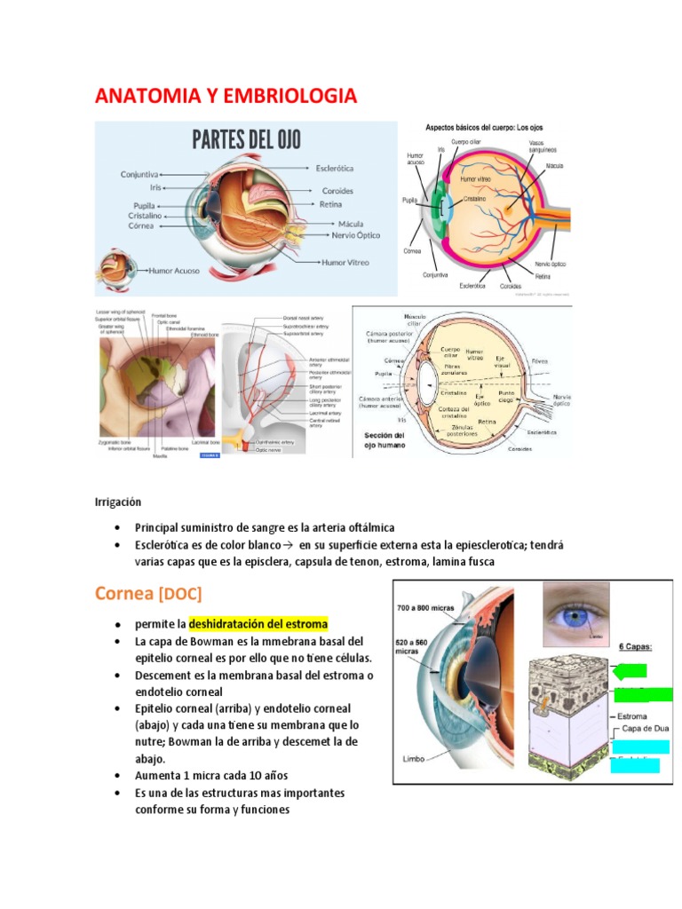 Oftalmologia 1P Guia | PDF | Ojo humano | Córnea