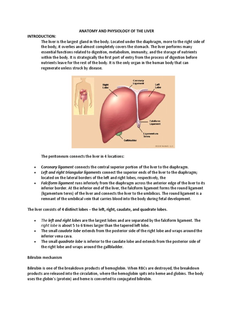 Anatomy and Physiology of The Liver | PDF | Liver | Human Body