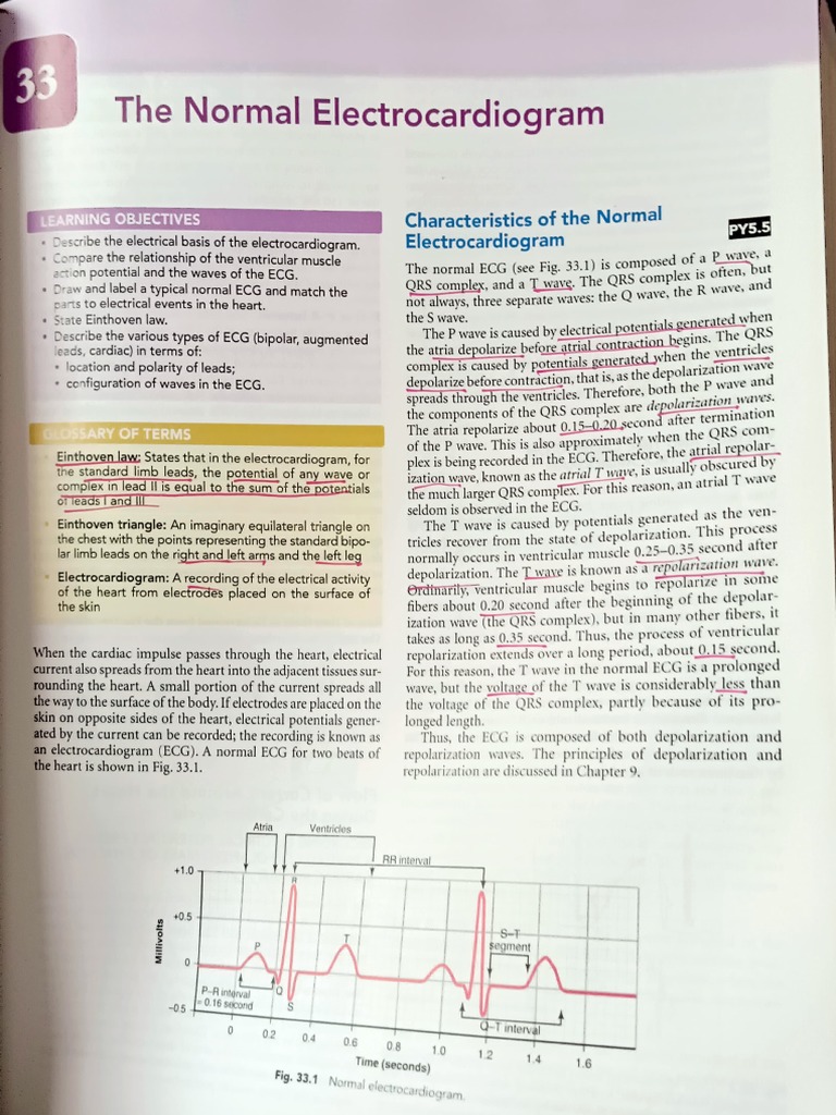 Cardiovascular System PDF | PDF