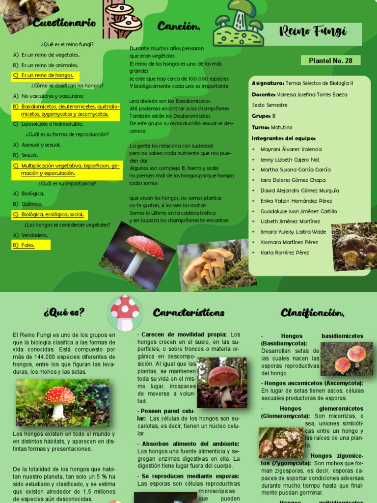 Triptico Reino Fungi | PDF | Hongo | Espora
