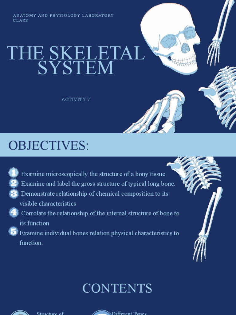 The Skeletal System: Activity 7 | PDF | Bone | Skeleton