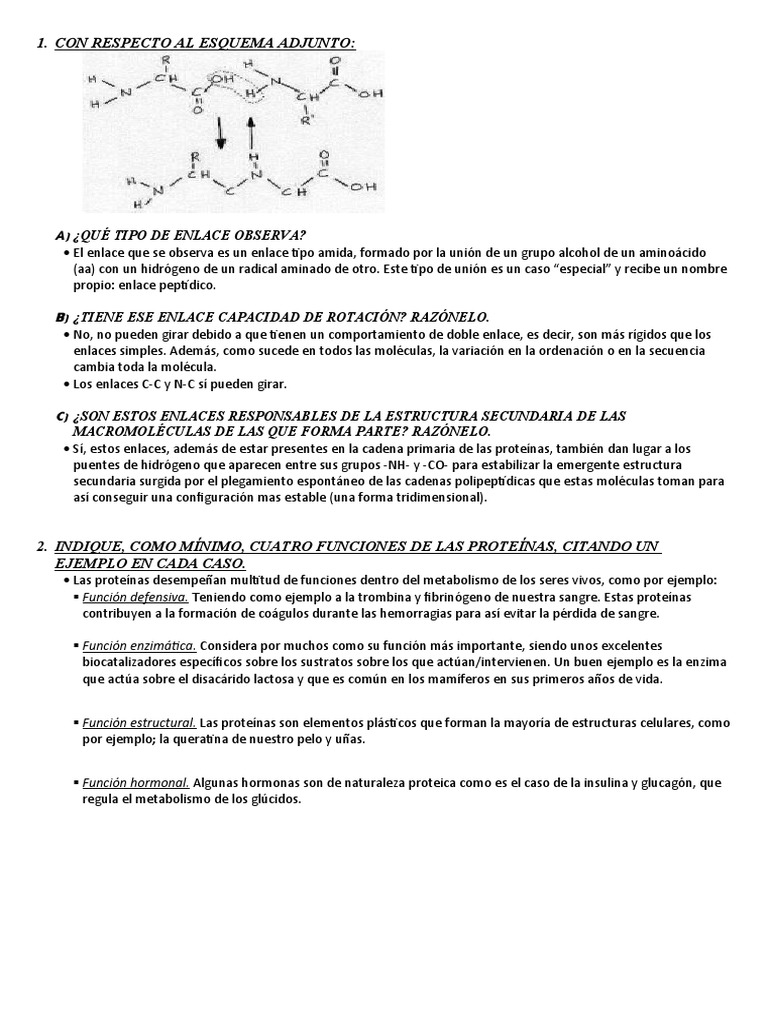 Biología Preguntas Ebau Tema 4 Proteínas | PDF | Estructura proteica | Aminoácidos