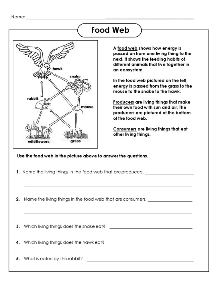 Food Web and Food Chain Worksheet | PDF | Food Web | Foods
