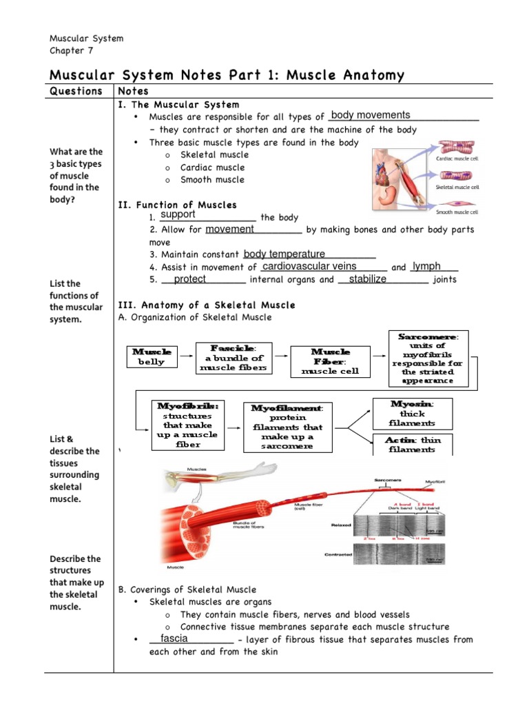 Muscular System | PDF | Skeletal Muscle | Tissue (Biology)