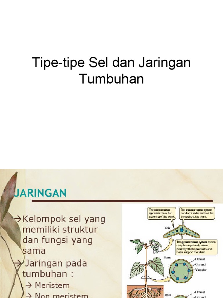 Tipe-Tipe Sel Dan Jaringan Tumbuhan | PDF