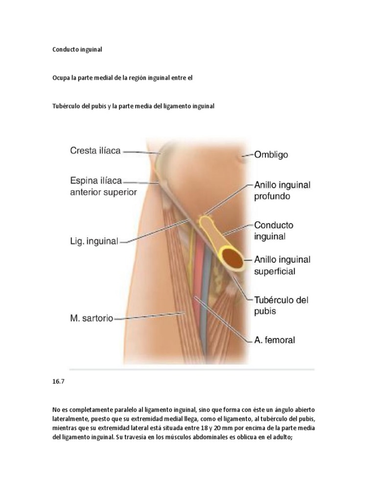 Anatomía Del Conducto Inguinal