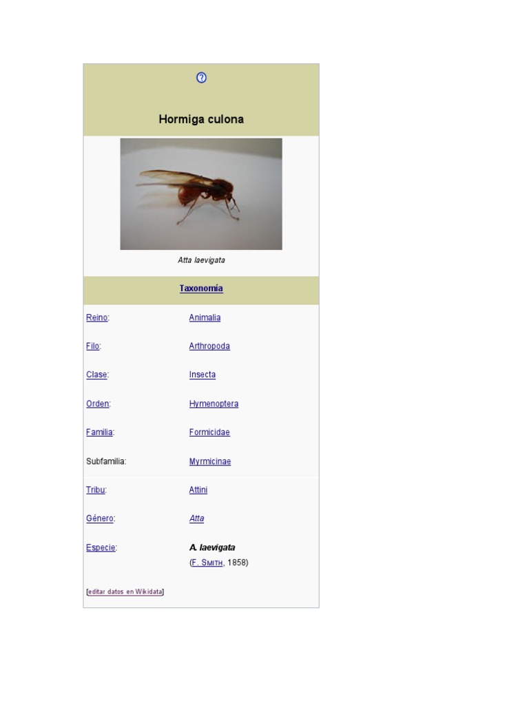 Bachaco | PDF | Apocrita | Mirmecología