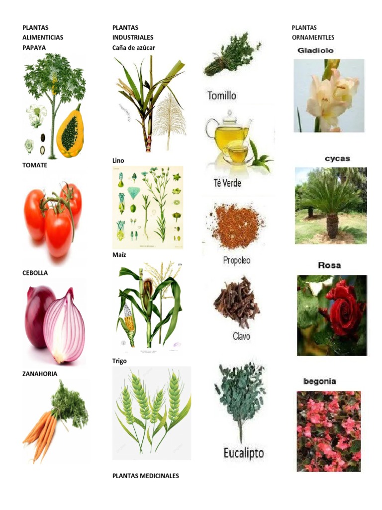 Lamina de Las Plantas | PDF