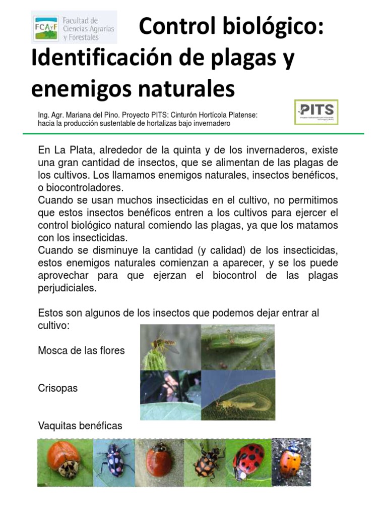 Control Biológico - Identificación de Plagas y Enemigos Naturales | PDF ...