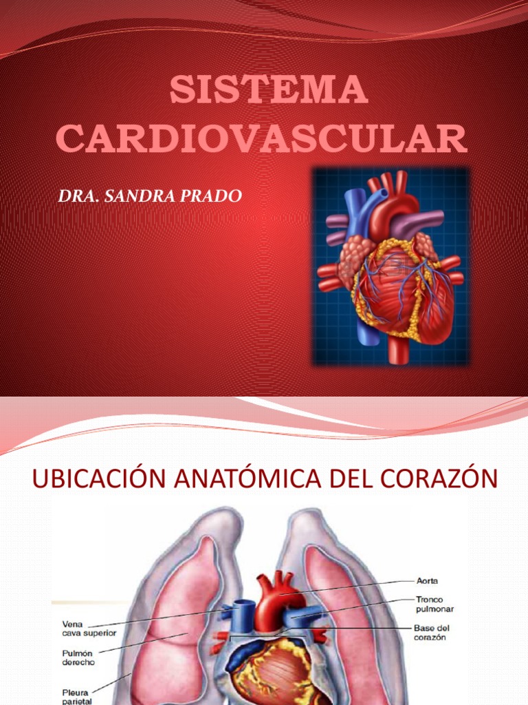 Sistema Cardiovascular por Dra. Sandra Prado | PDF | Presión sanguínea | Electrocardiografia
