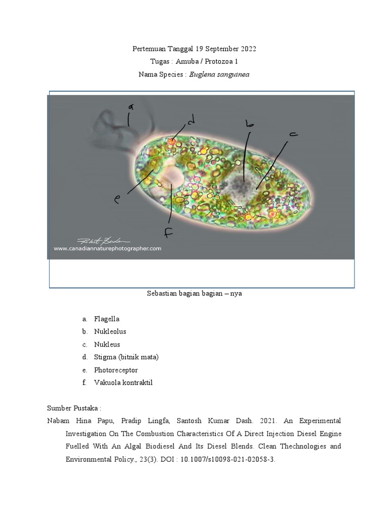 Biola Euglena Kureng | PDF
