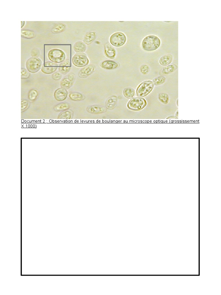 Document 2: Observation de Levures de Boulanger Au Microscope Optique ...
