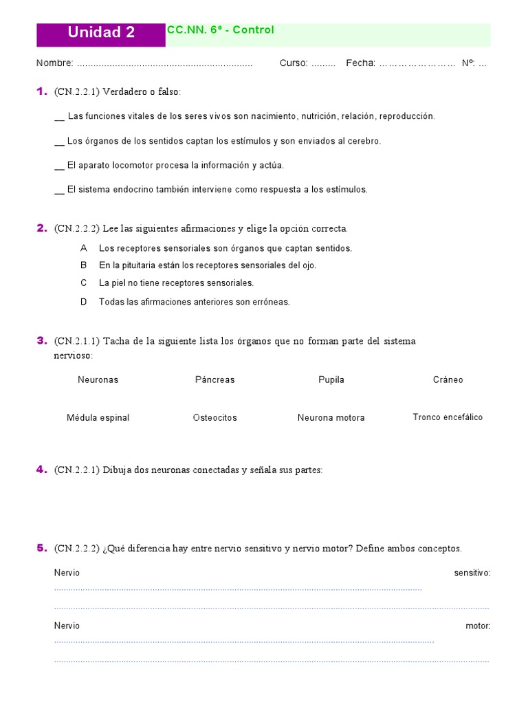 Control UD 2 CCNN | PDF | Cerebro | Nervio