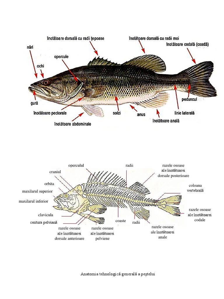 Imagini Conserve Peste 1 | PDF