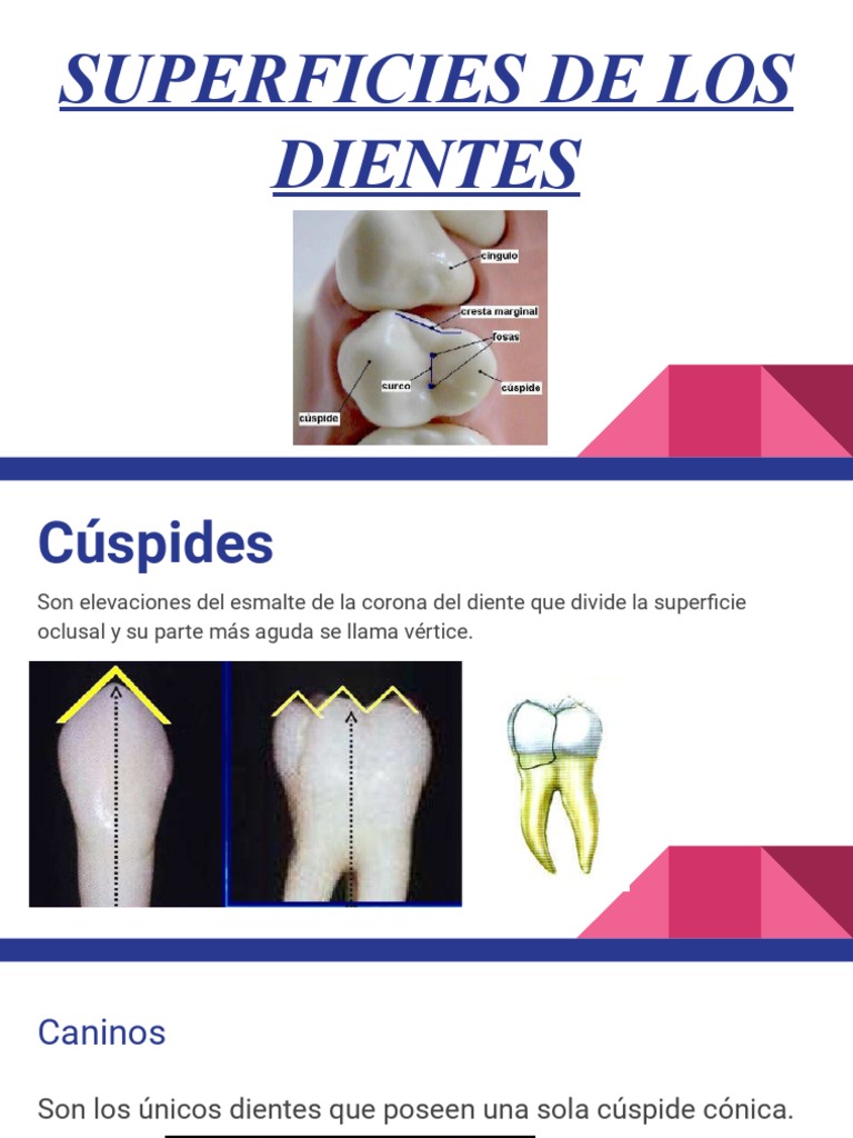 Superficies de Los Dientes Cuspides | PDF | Odontología | Ramas de ...