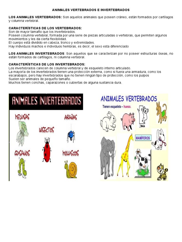 Animales Vertebrados e Invertebrados | PDF