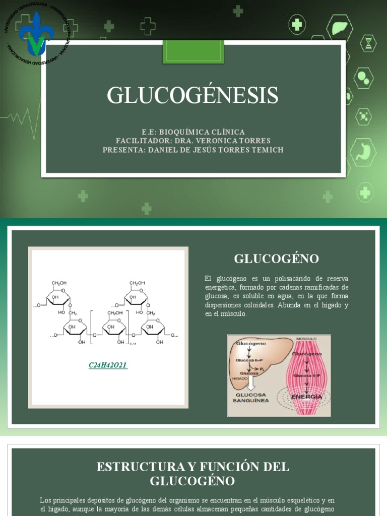 Glucogénesis: Estructura y Función | PDF | Glucógeno | Biología Celular