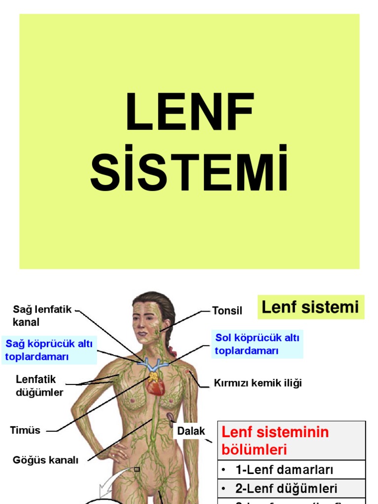 3-6-3 Lenf Si̇stemi̇ | PDF