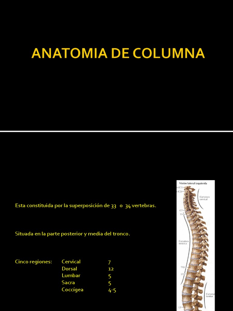 Estructura y características de las vértebras | PDF | La columna ...