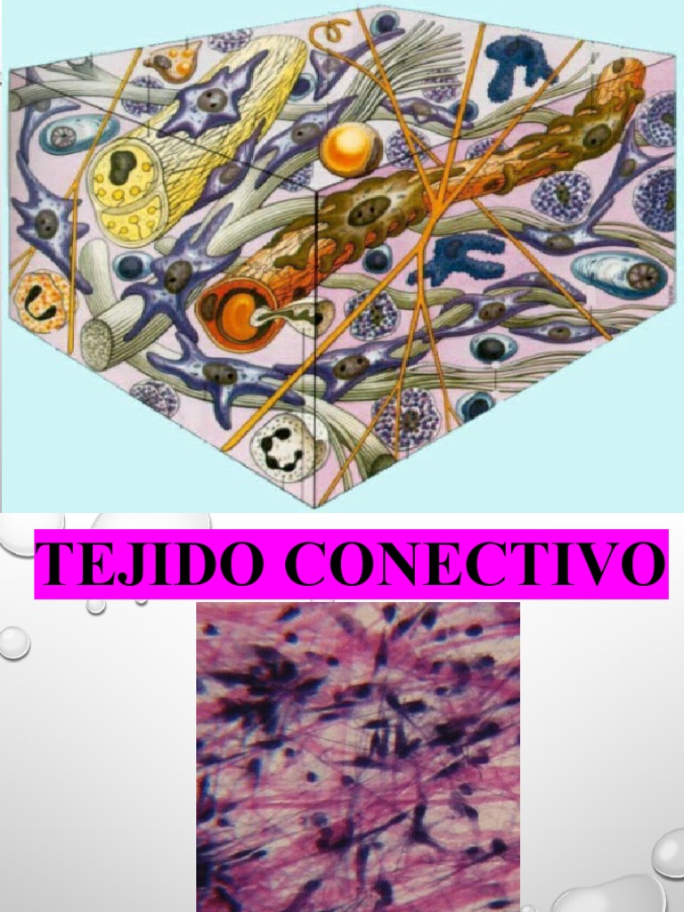 PRACTICA Tejido Conectivo | PDF | Tejido conectivo | La matriz extracelular