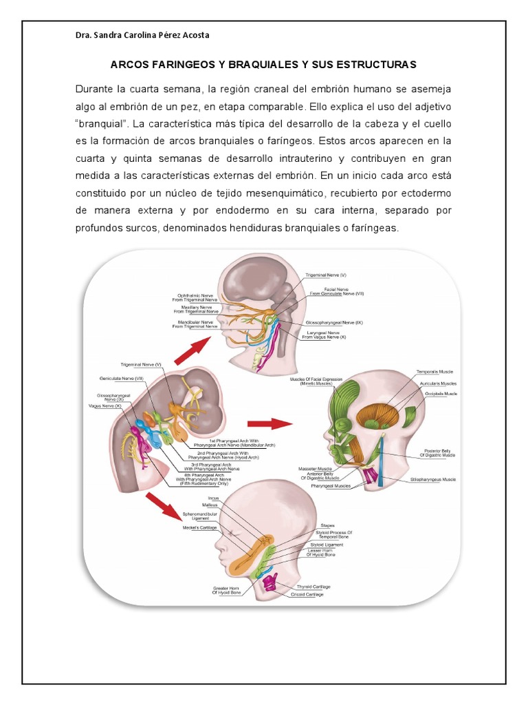 Arcos Faringeos y Braquiales y Sus Estructuras | PDF | Laringe | Cabeza ...