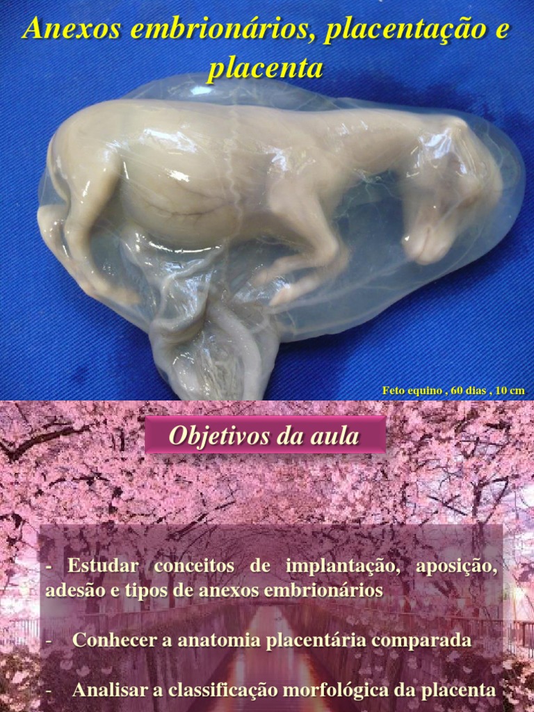 Placenta PDF | PDF | Placenta | Anatomia
