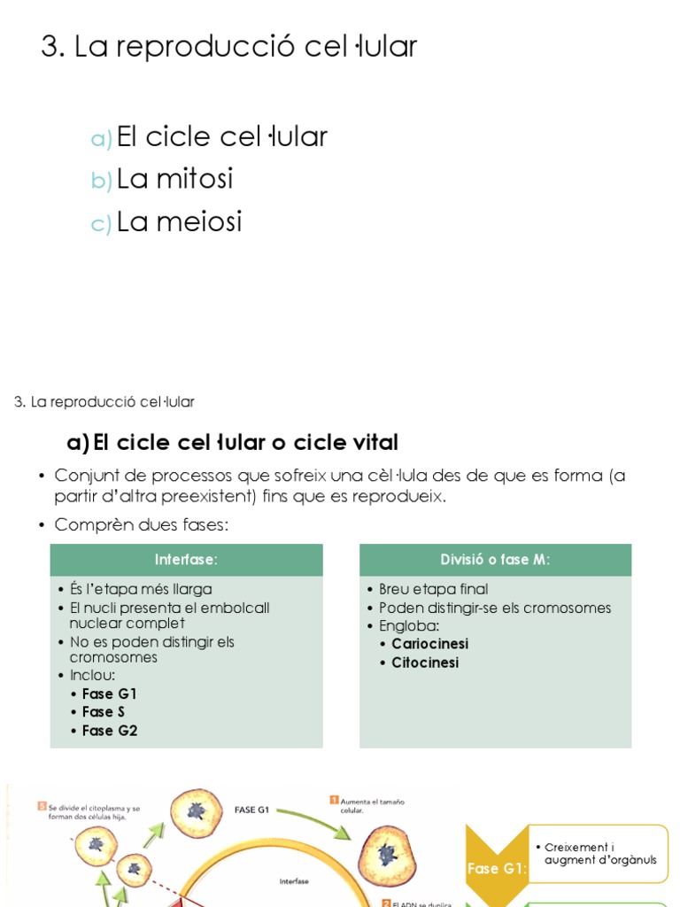 Reproducció Cel Lular PDF | PDF