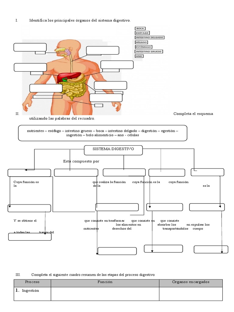 Guia Etpas Del Funcionamiento Del Sistema Digestivo | PDF | Sistema ...