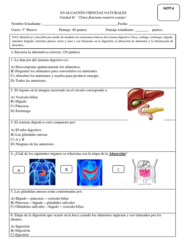 Prueba Sistema Digestivo | PDF | Digestión | Sistema digestivo humano Prueba Sistema Digestivo | PDF | Digestión | Sistema digestivo humano