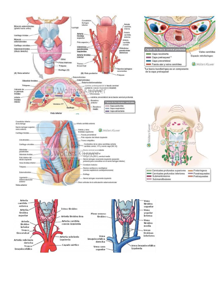 Anatomía Tiroides | PDF