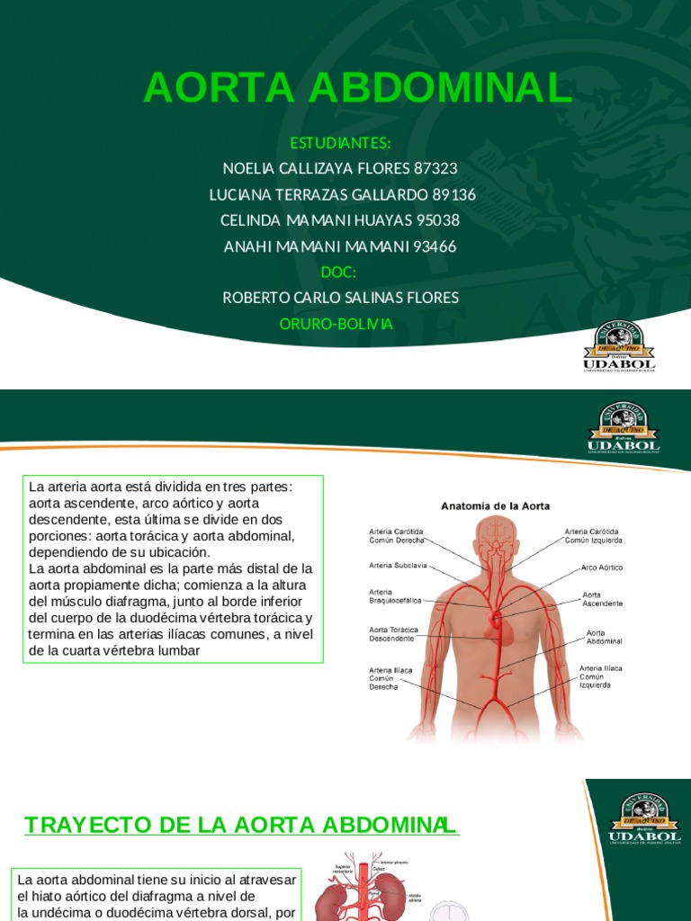 Aorta Abdominal | PDF | Aorta | Abdomen