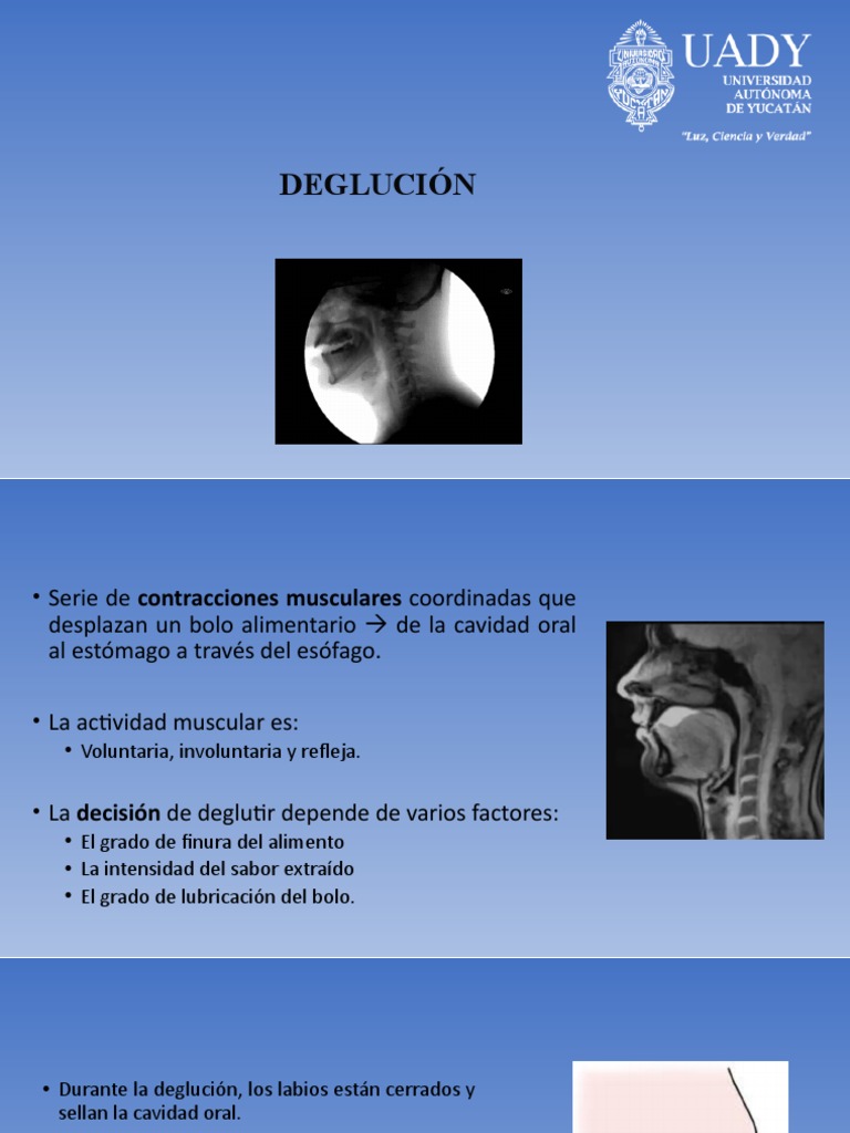 DEGLUCION | PDF | Esófago | Sistema digestivo