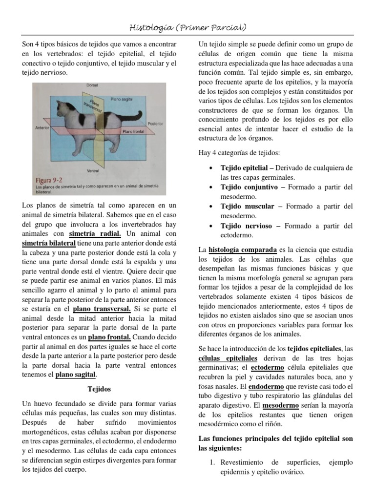 Histología (Primer Parcial) : Simetría Bilateral Tiene Una Parte ...