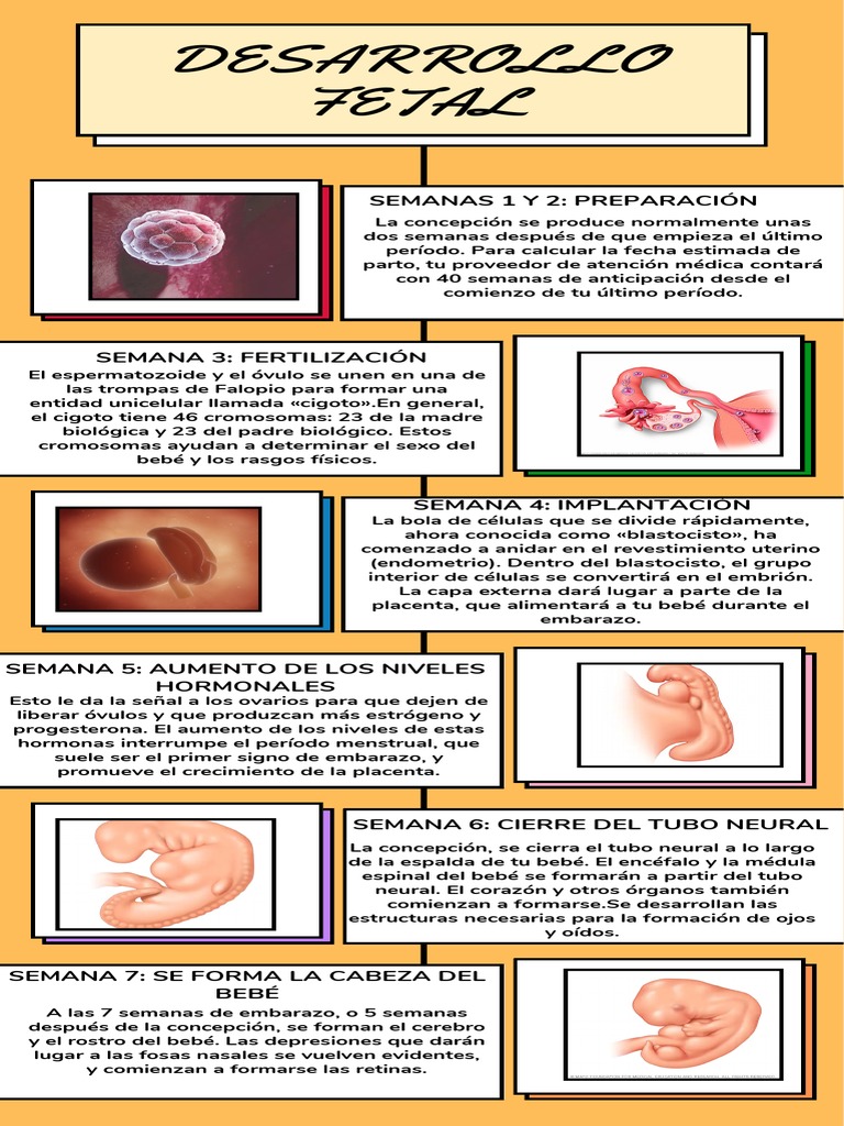 Desarrollo Fetal | PDF | Feto | Placenta