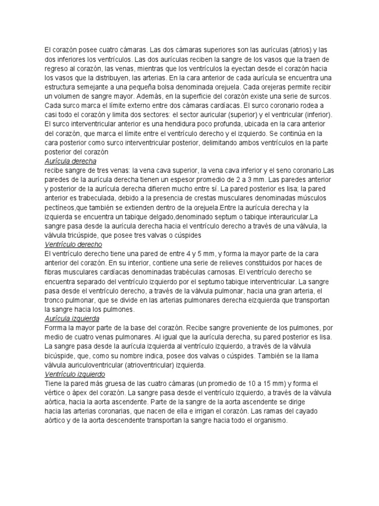 Anatomia Del Corazón Pdf Ventrículo Corazón Corazón